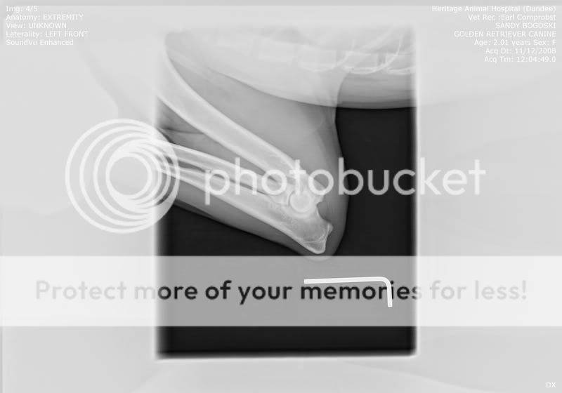 OFA Hip xrays | Golden Retriever Dog Forums