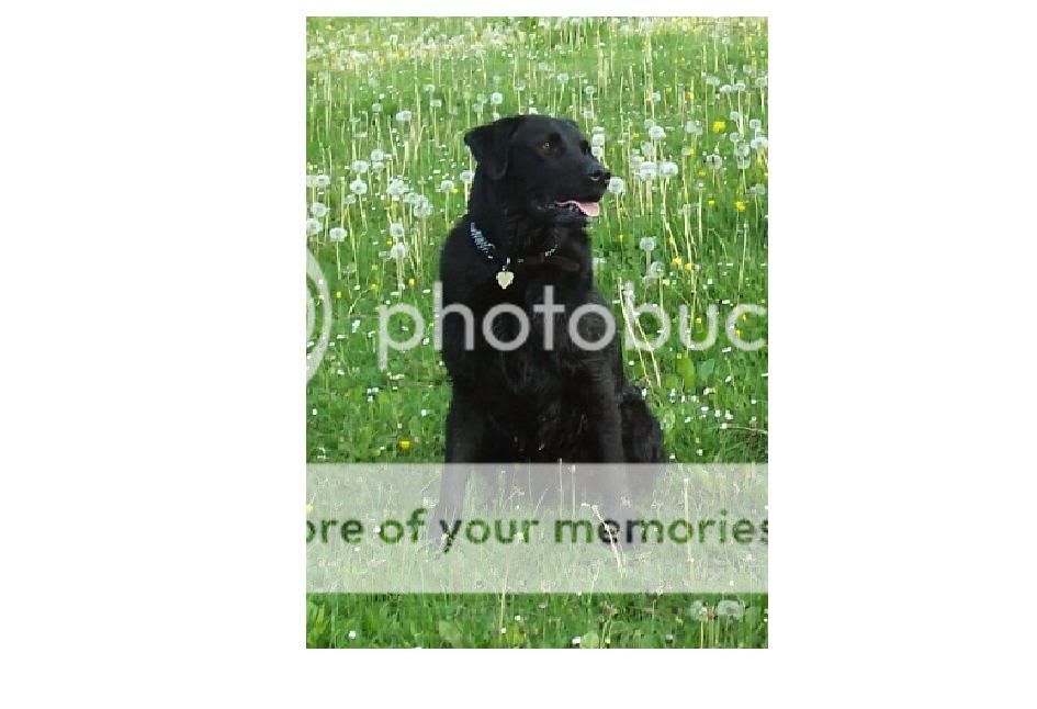Pedigree Lab with wavy coat? | Labradors Forums