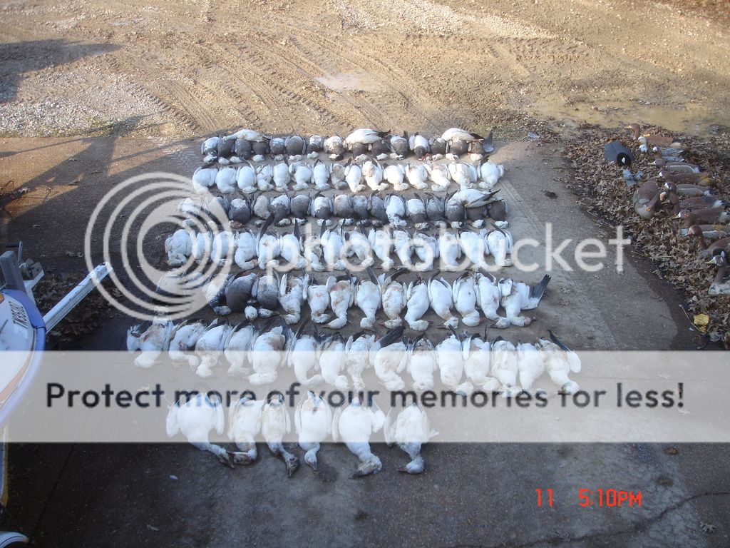 and so it begins | Duck Hunting Forum