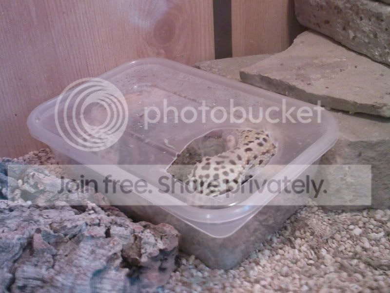 Pics of the nesting box working..... | Reptile Forums
