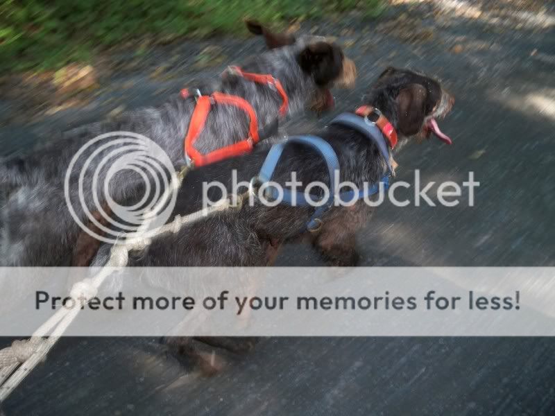Bungee cord on ATV roading bars - Gun Dog Forum