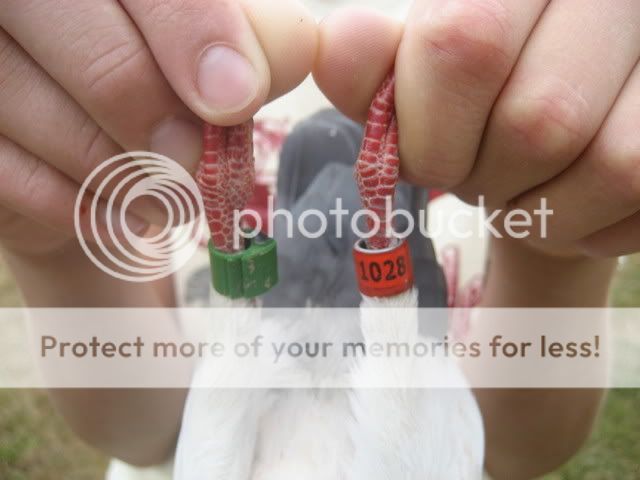 Double banded pigeon | IFish Fishing Forum