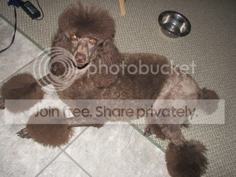 Continental clip for Sopa | Poodle Forum